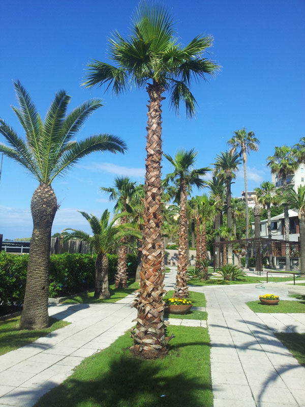 Palme Lido Azzurro Torre Annunziata - Foto | Torresette Palme Lido Azzurro Torre Annunziata - Foto | Torresette